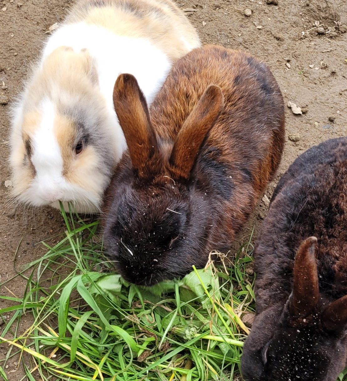 Hazel - Tier- und Naturfreunde Schwanenteich e.V.
